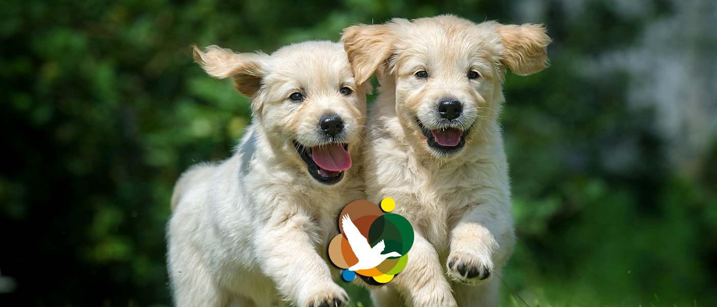 Club Español de Retrievers 1997 – Trabajamos por los Retrievers desde 1997